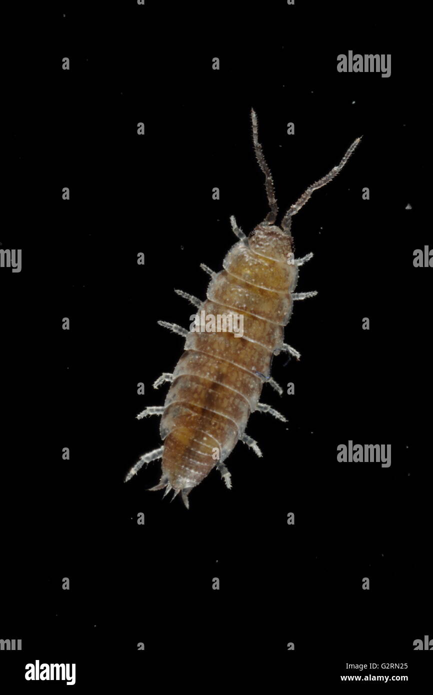 Isopod beach Banque de photographies et d’images à haute résolution - Alamy