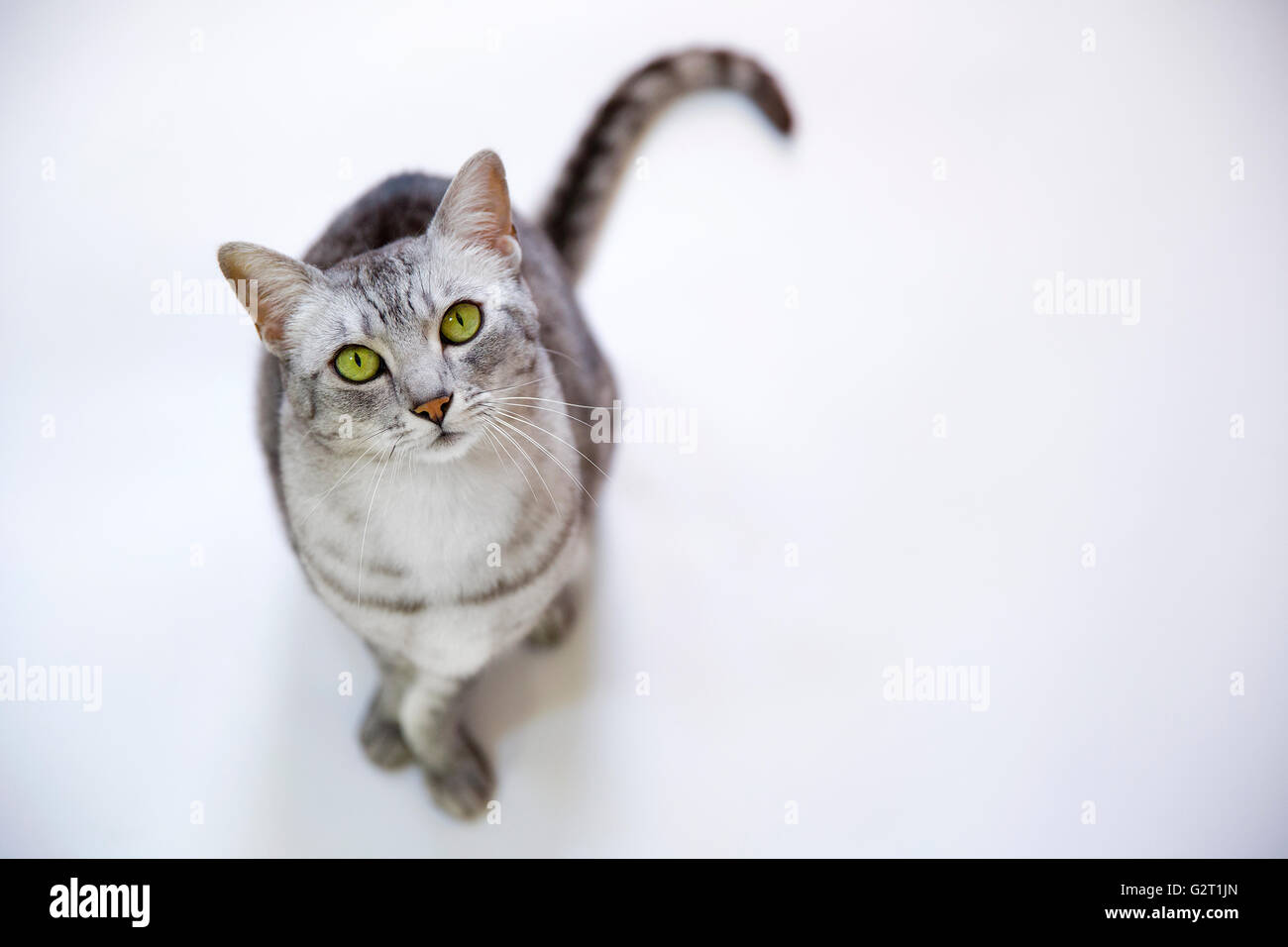 Chat femelle Banque de photographies et d’images à haute résolution - Alamy