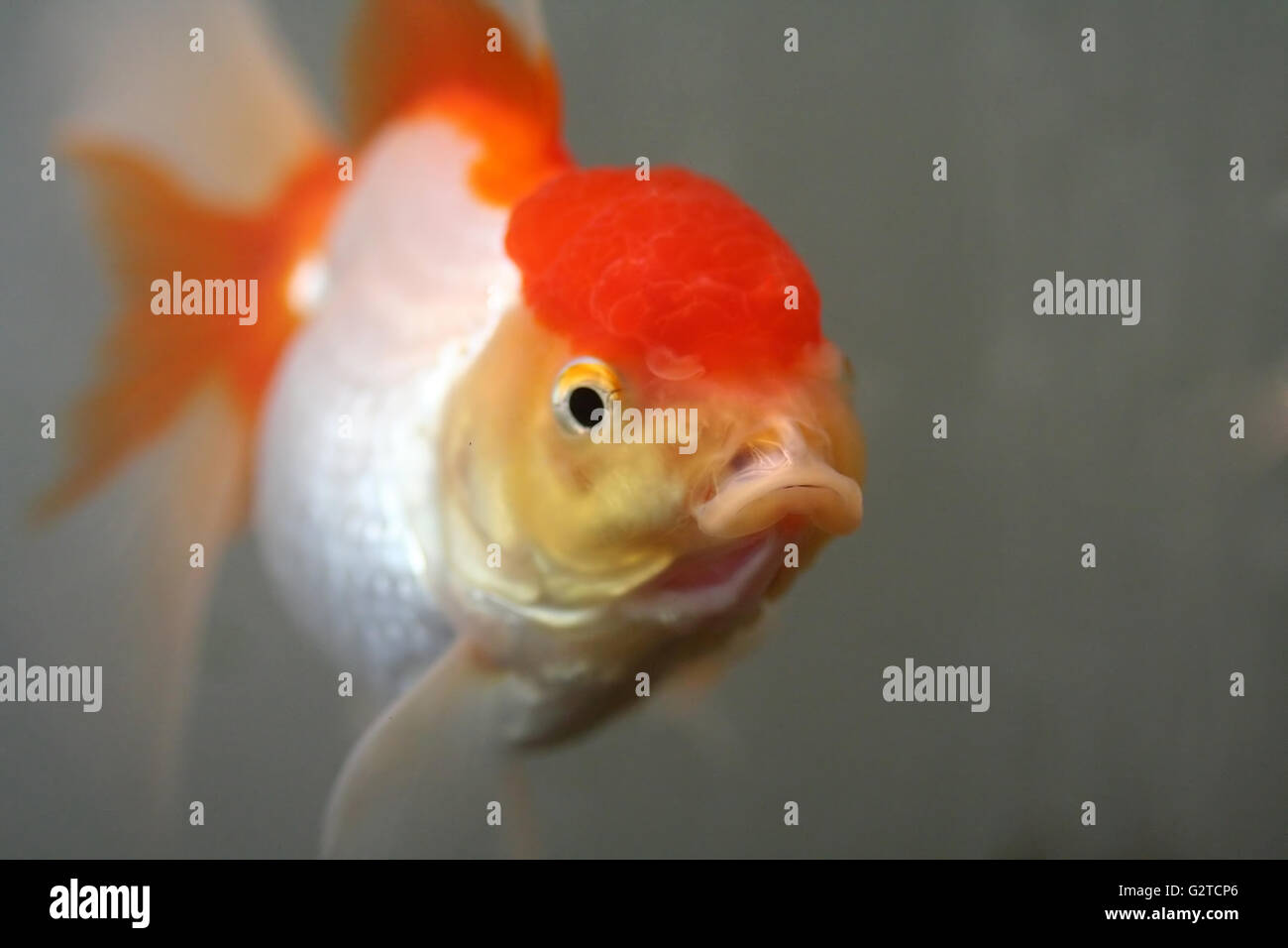 Poisson rouge oranda Banque de photographies et d’images à haute ...