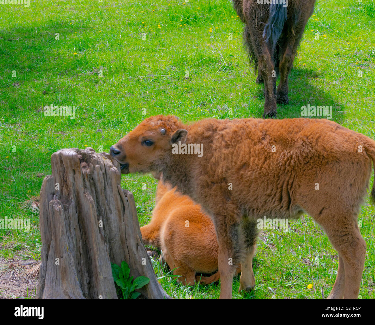 Baby buffalo Banque de photographies et d’images à haute résolution - Alamy