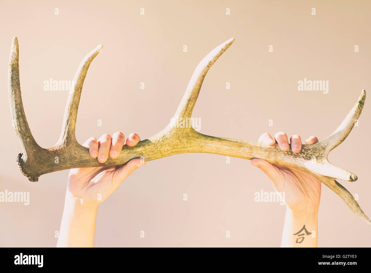 Corne d'animaux Banque de photographies et d’images à haute résolution ...