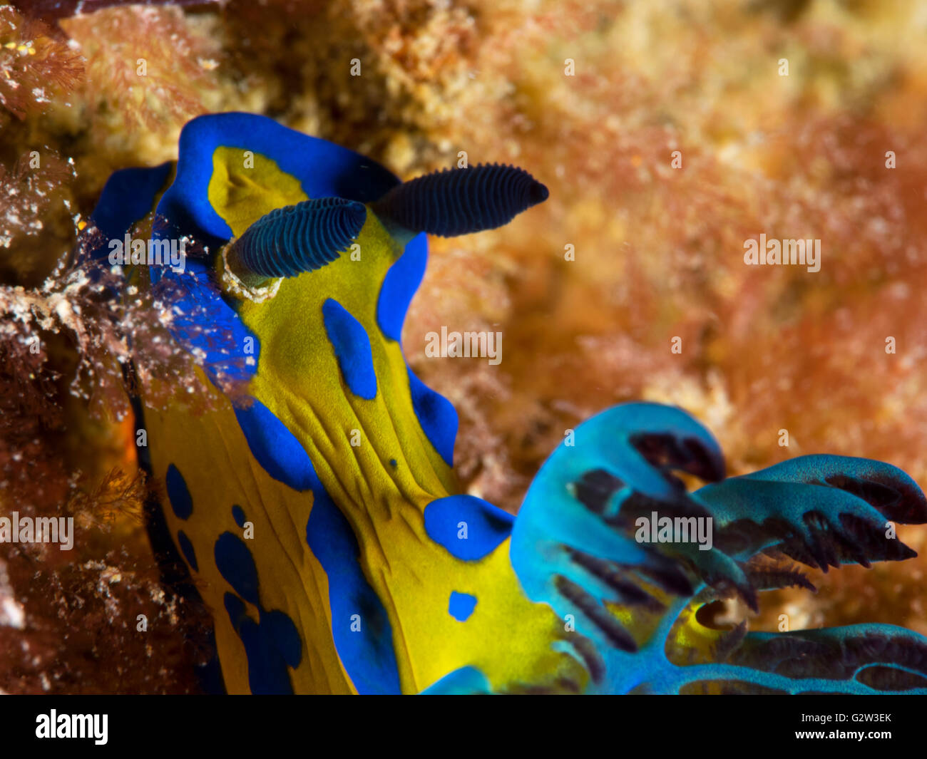 Nudibranche bleu et jaune limace de mer verconis tambja blairgowrie ...