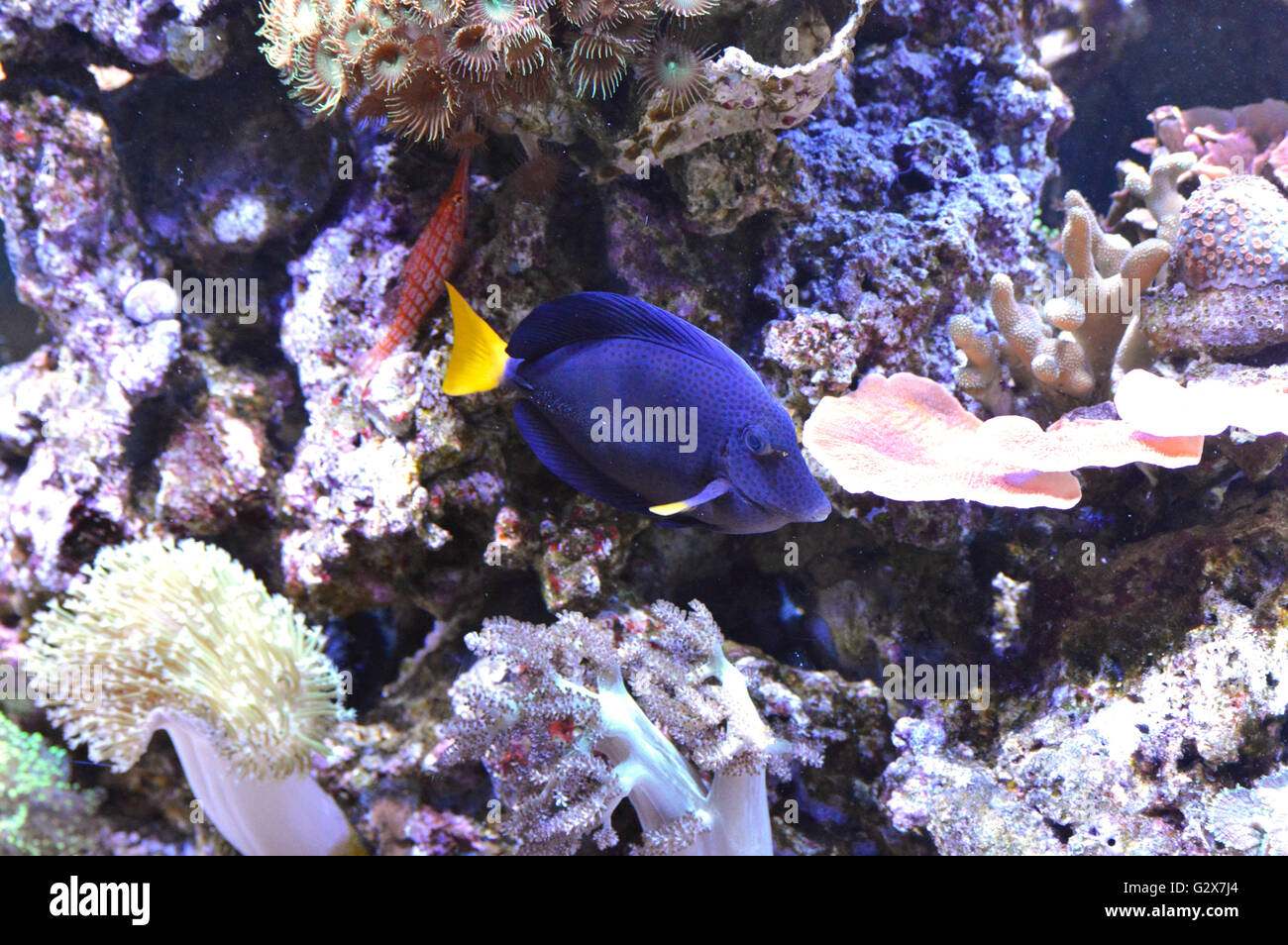 Poisson tang bleu Banque de photographies et d’images à haute ...