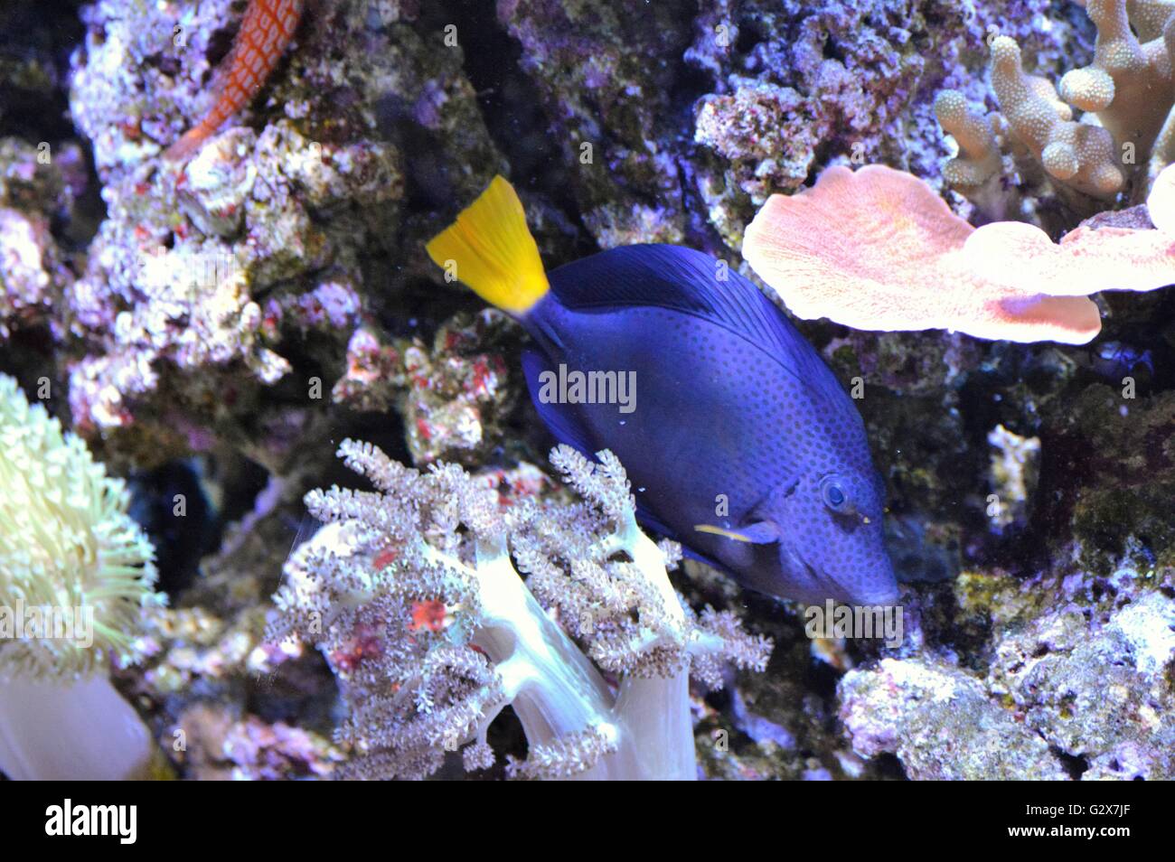 Poisson tang bleu Banque de photographies et d’images à haute ...