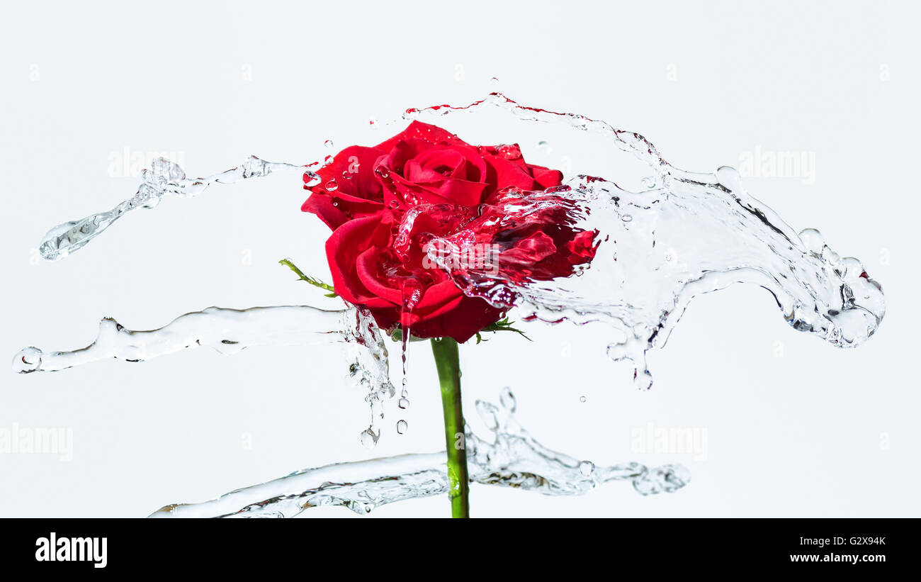 One red rose water splash Banque de photographies et d’images à haute ...