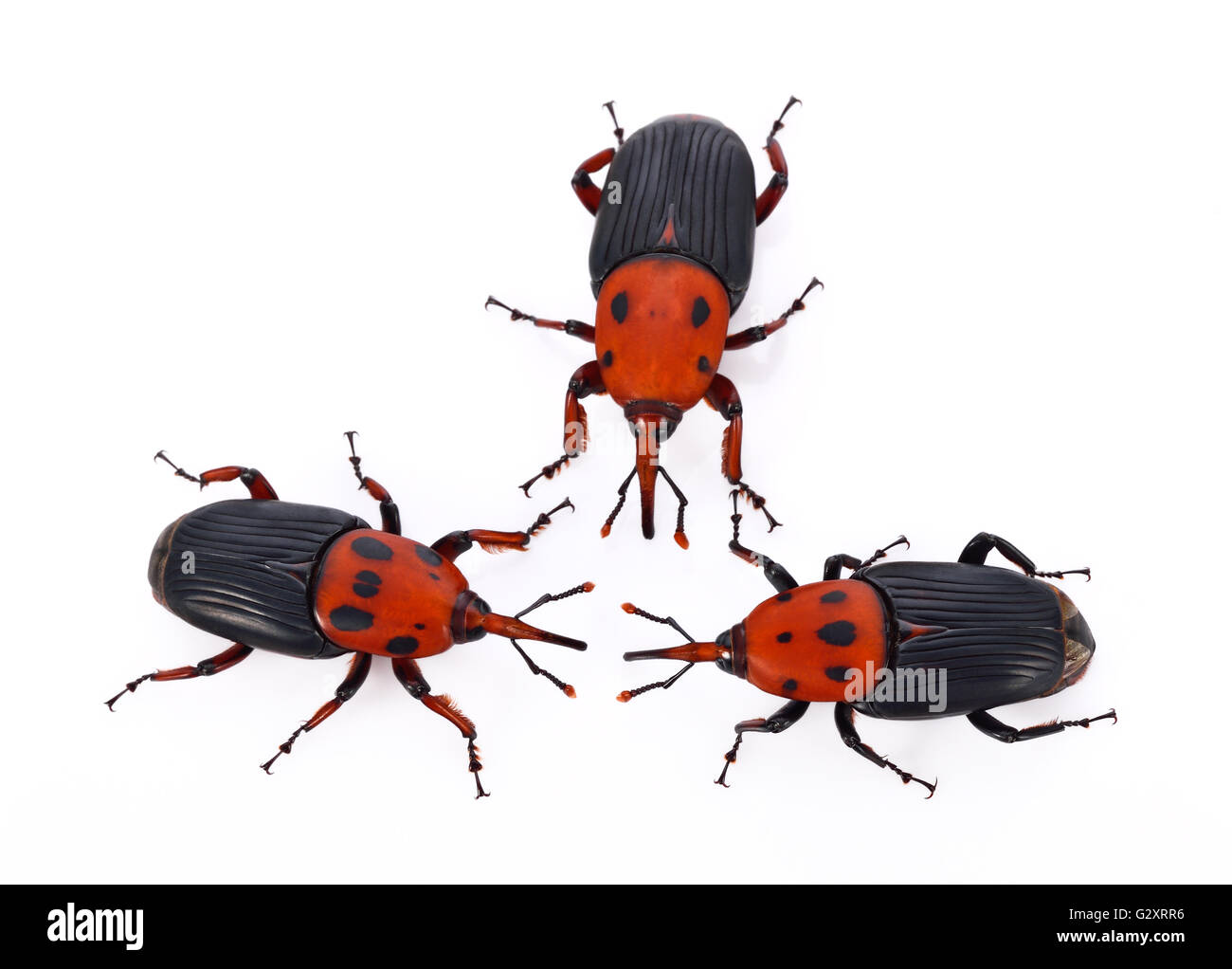 Insectes charançon rouge sur fond blanc Photo Stock - Alamy