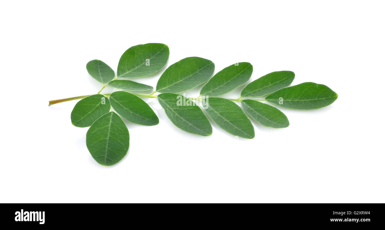 Feuilles de moringa Banque de photographies et d’images à haute ...