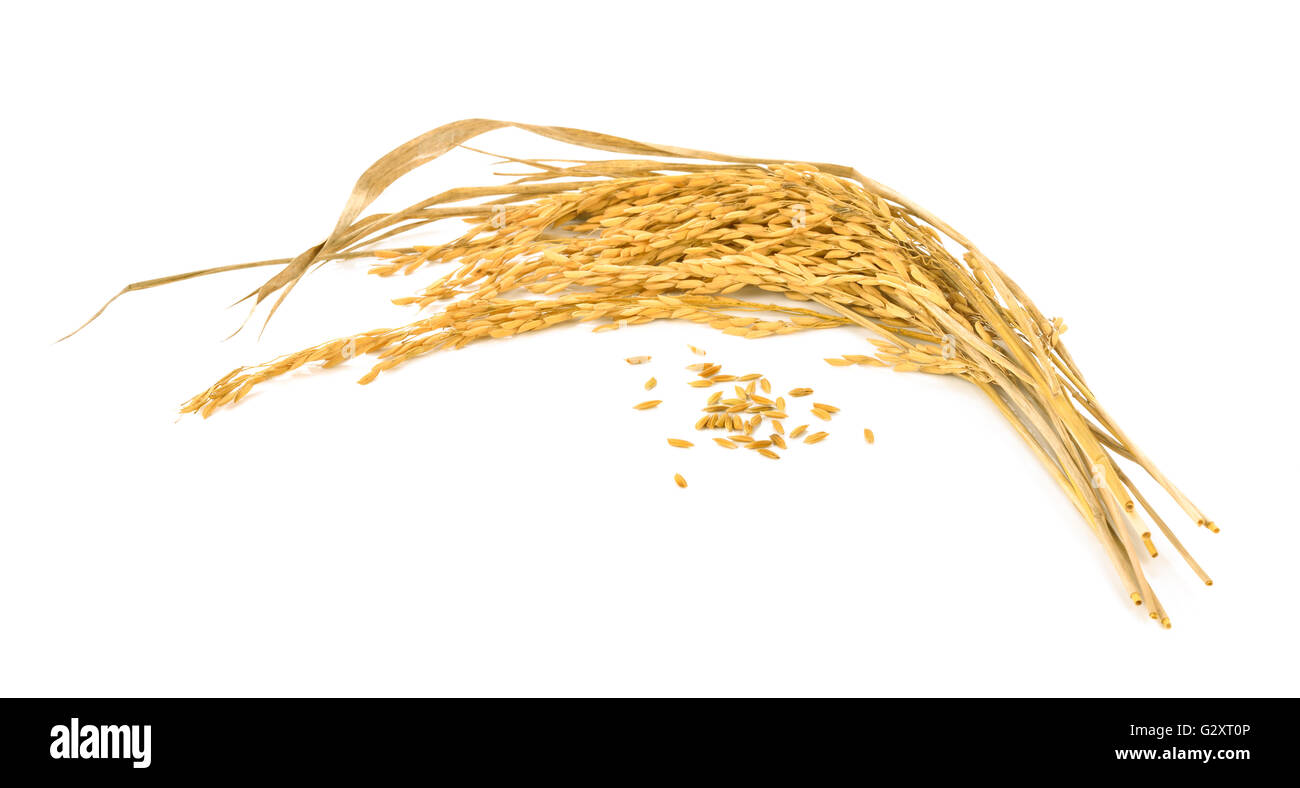 Rice paddy Banque d'images détourées - Alamy