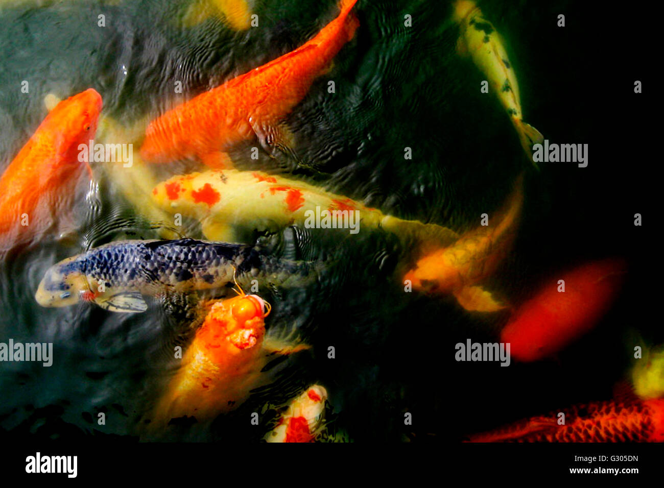 Poissons d'étang Banque de photographies et d’images à haute résolution ...