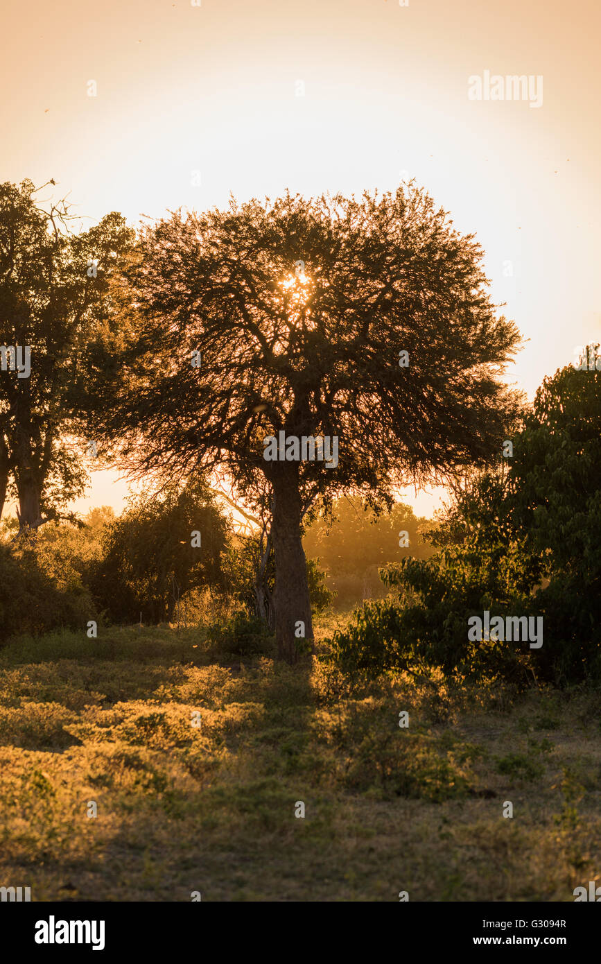 Marula tree Banque de photographies et d’images à haute résolution ...