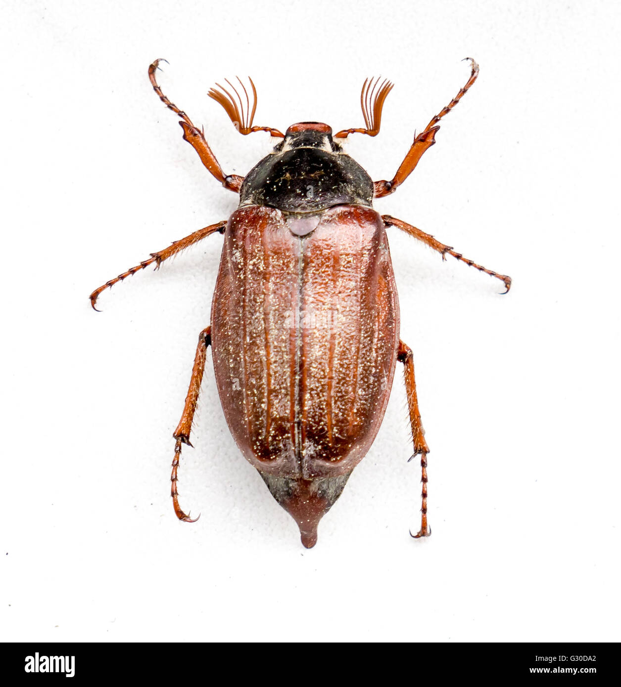 Insecte brun volant Banque d'images détourées - Alamy
