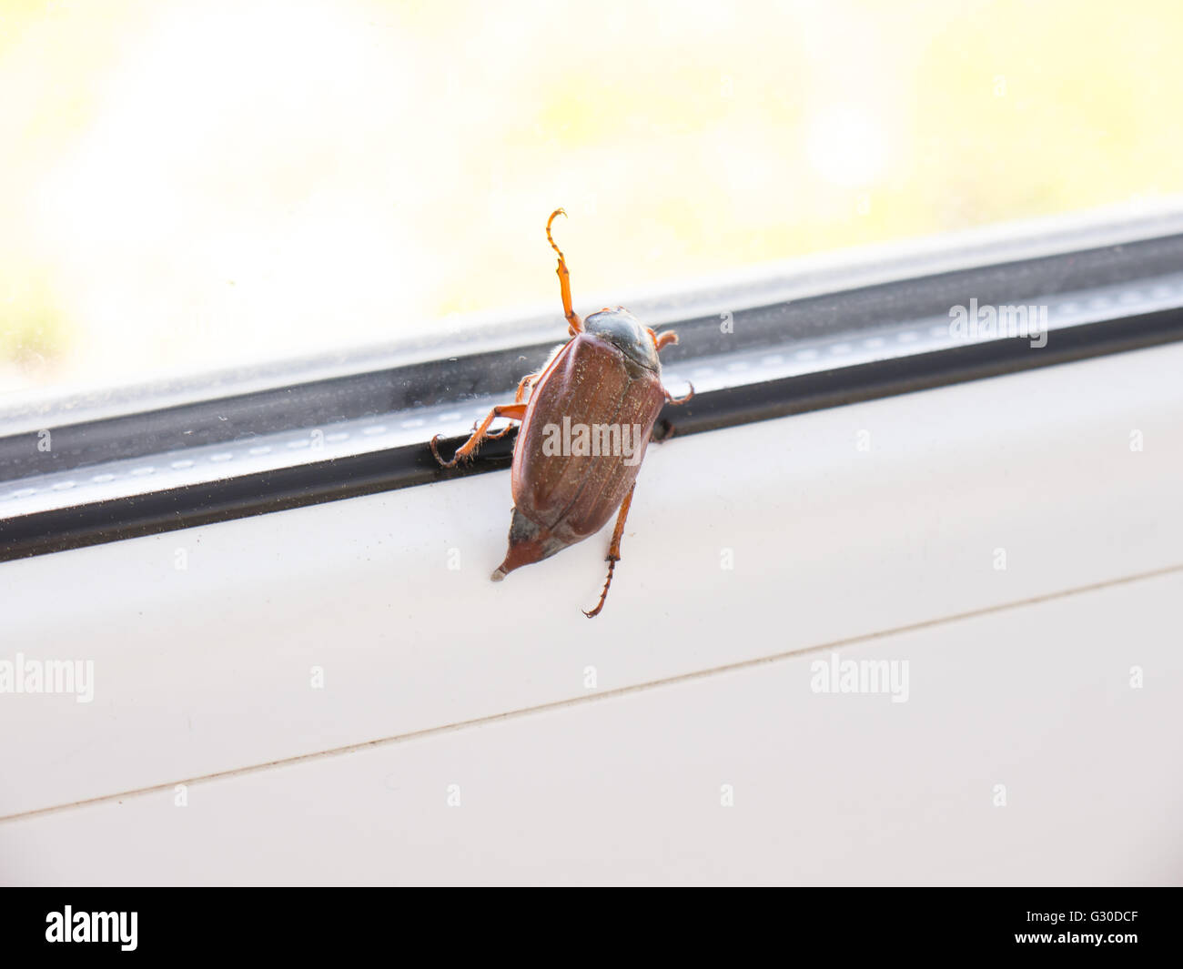 Insecte brun volant Banque de photographies et d’images à haute ...