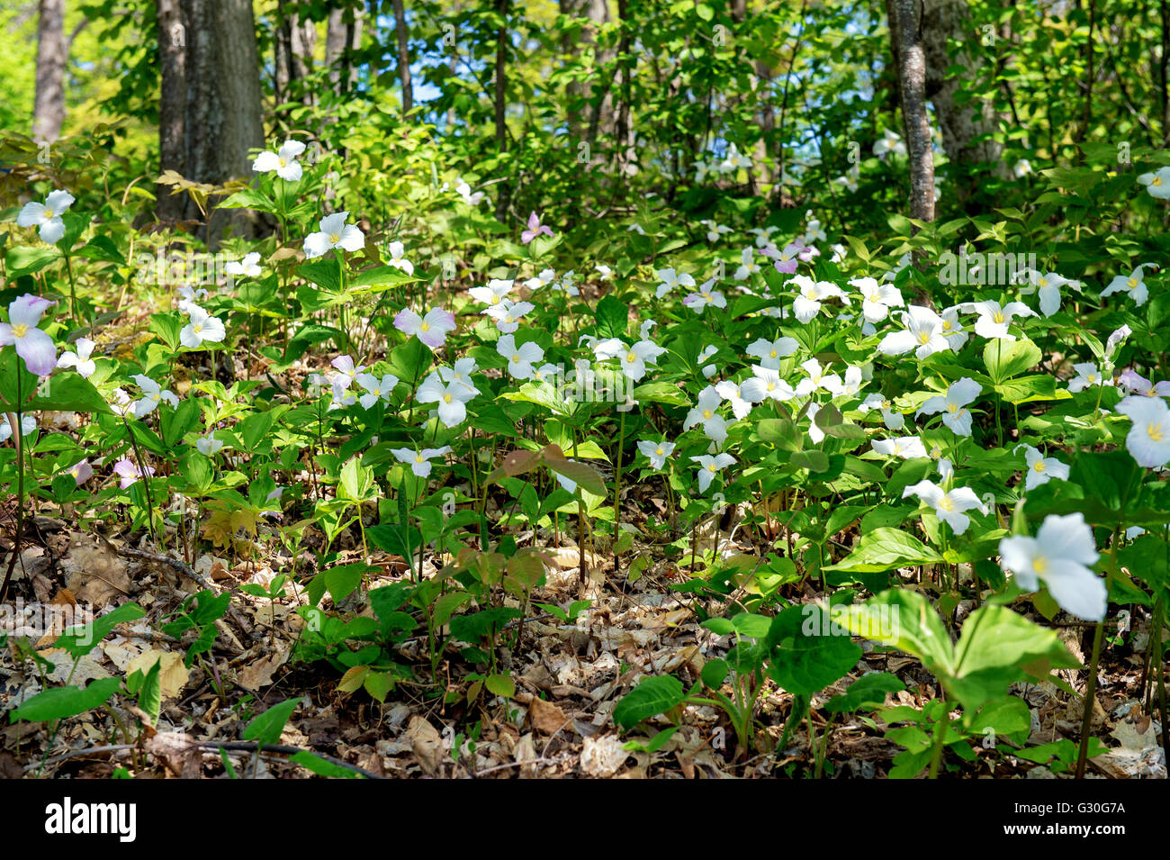 Trilles blancs trillium grandiflorum Banque de photographies et d ...