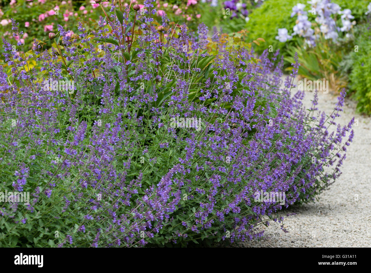 Fleurs de la masse de l'été, d'ornement, fleurs catmint Nepeta x ...