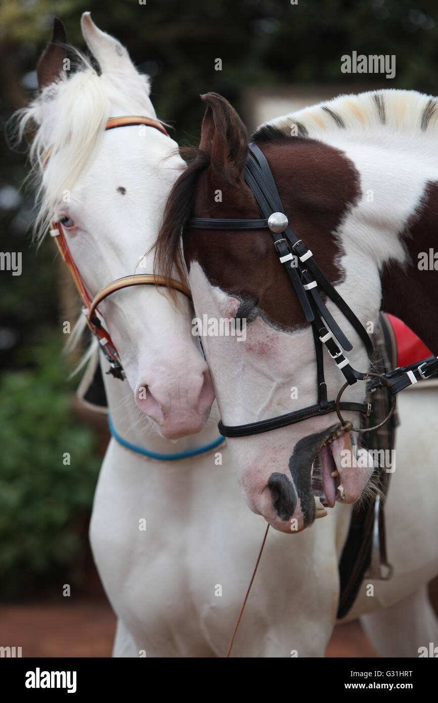 Amour cheval Banque de photographies et d’images à haute résolution - Alamy