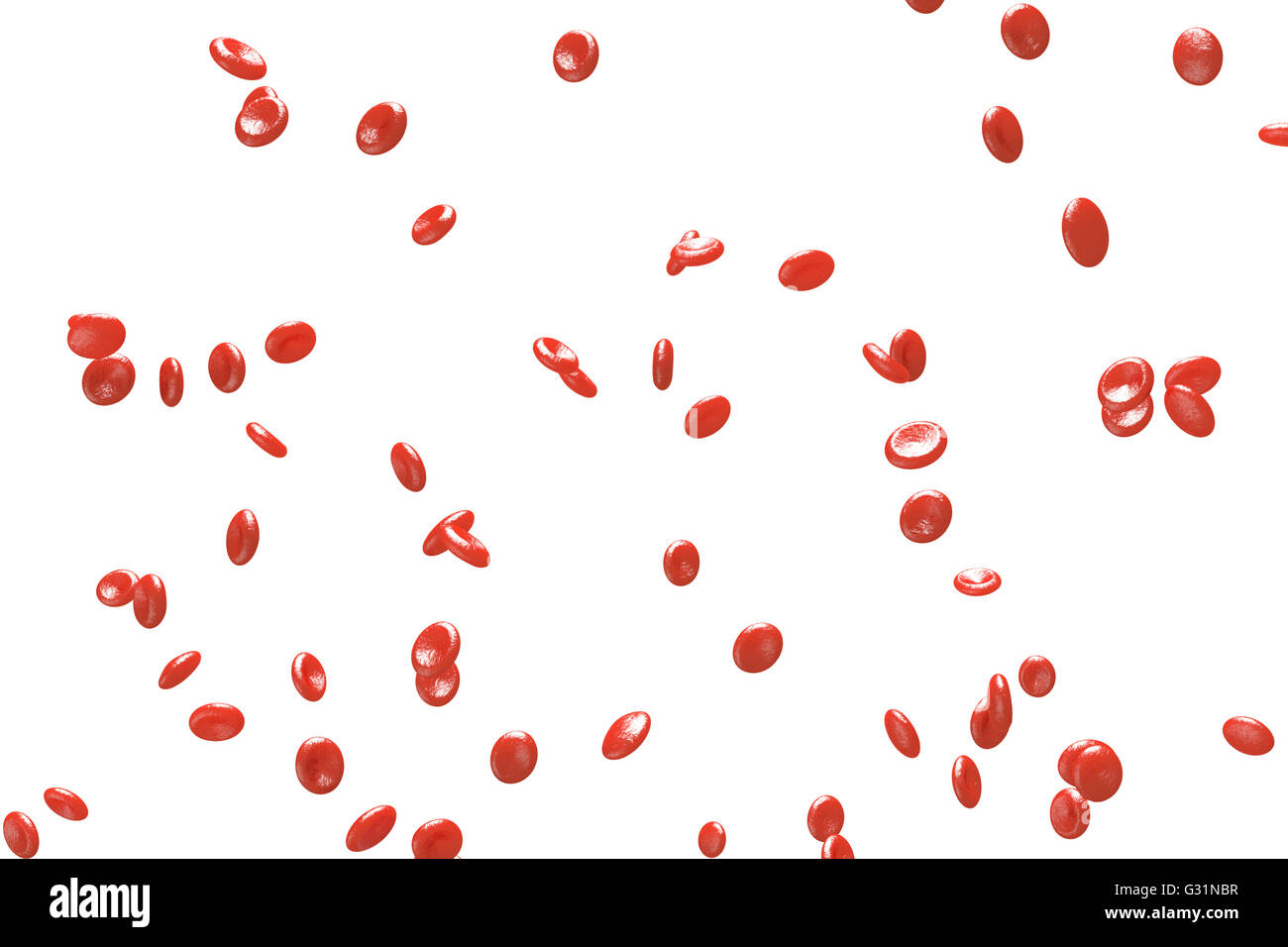 Les érythrocytes globules rouges dans l'intérieur des artères ou des ...