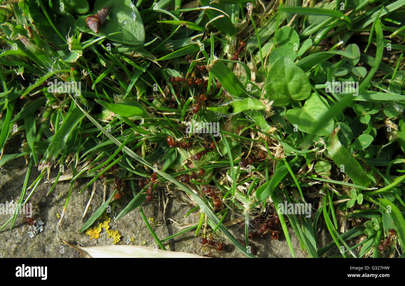 Fourmis sur une pelouse Banque de photographies et d’images à haute ...