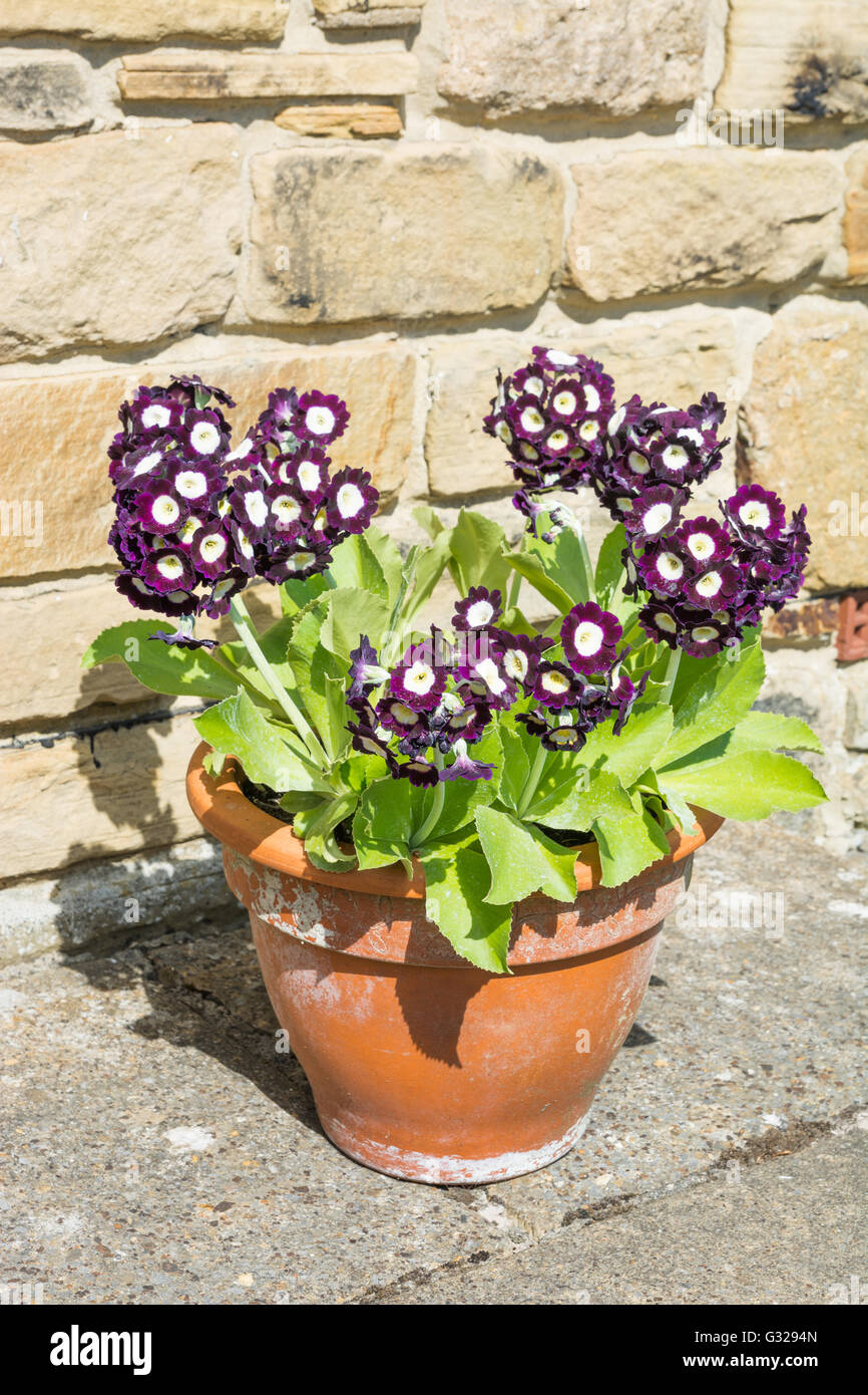 Jardin auricula primula auricula Banque de photographies et d’images à ...
