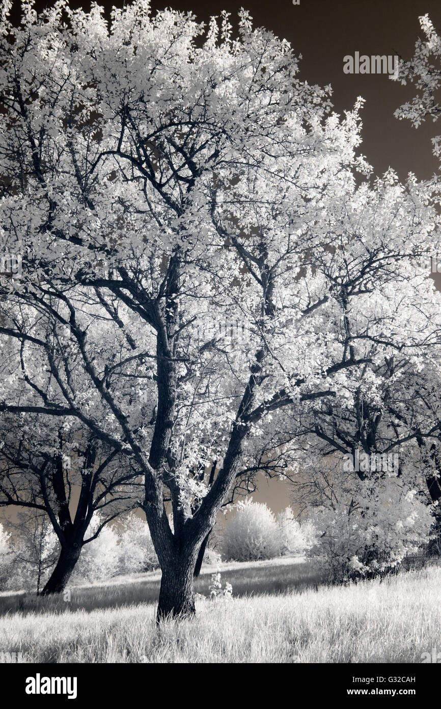Paysage infrarouge plantes feuilles Banque de photographies et d’images ...