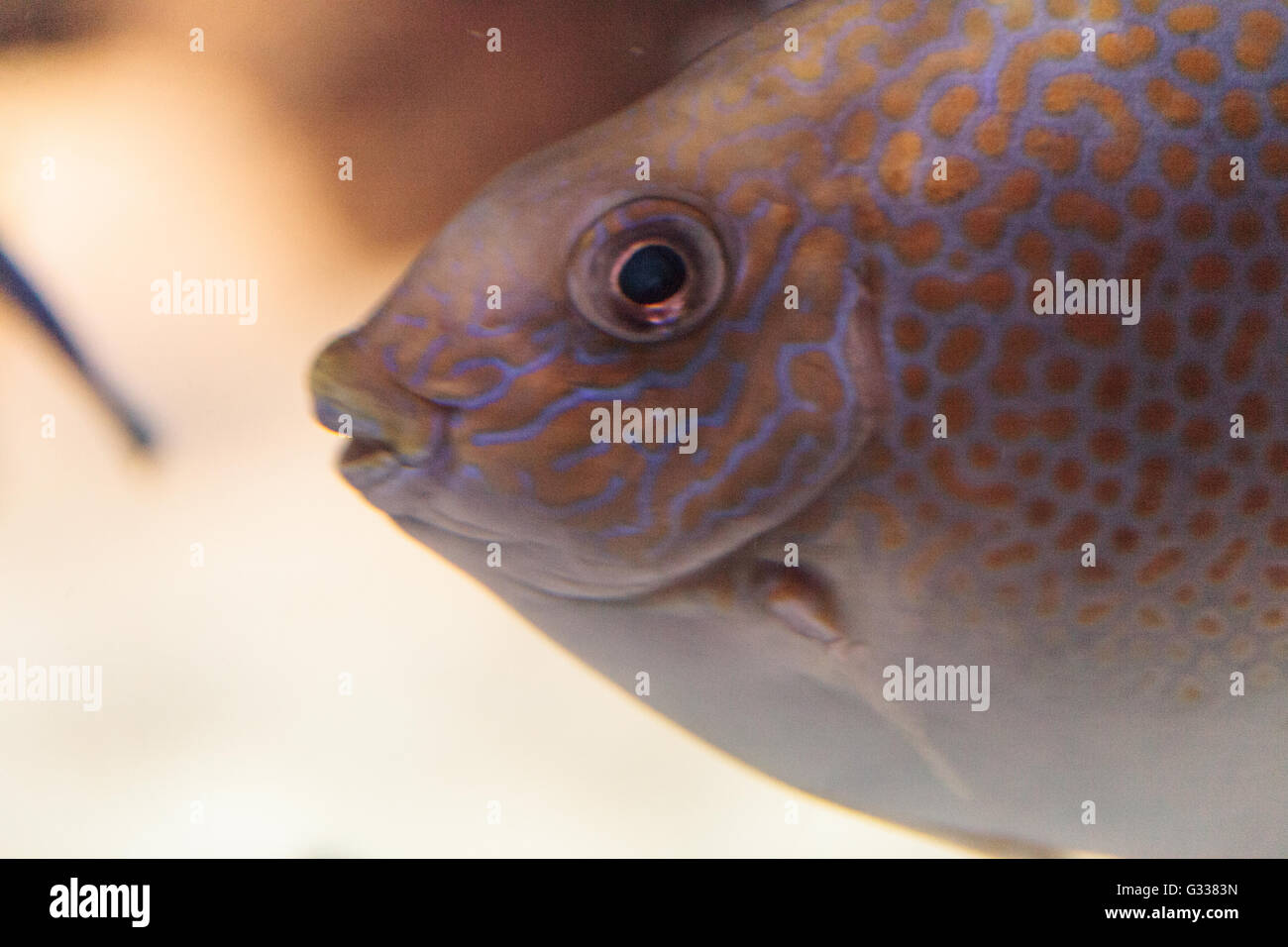 Yellowspot Poisson lapin Siganus guttatus nage à travers une barrière ...