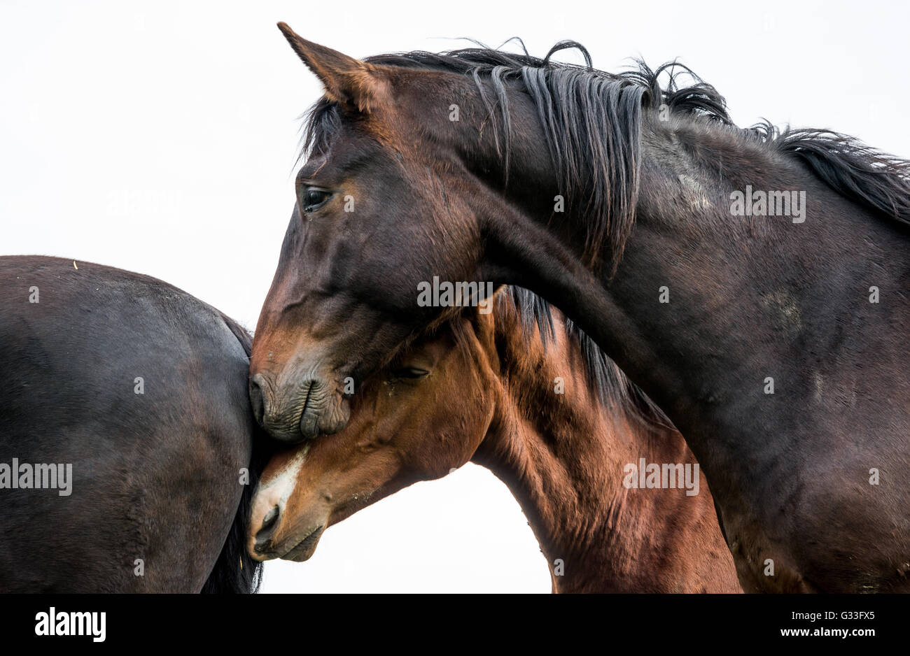 Des étalons Banque d'image et photos - Alamy