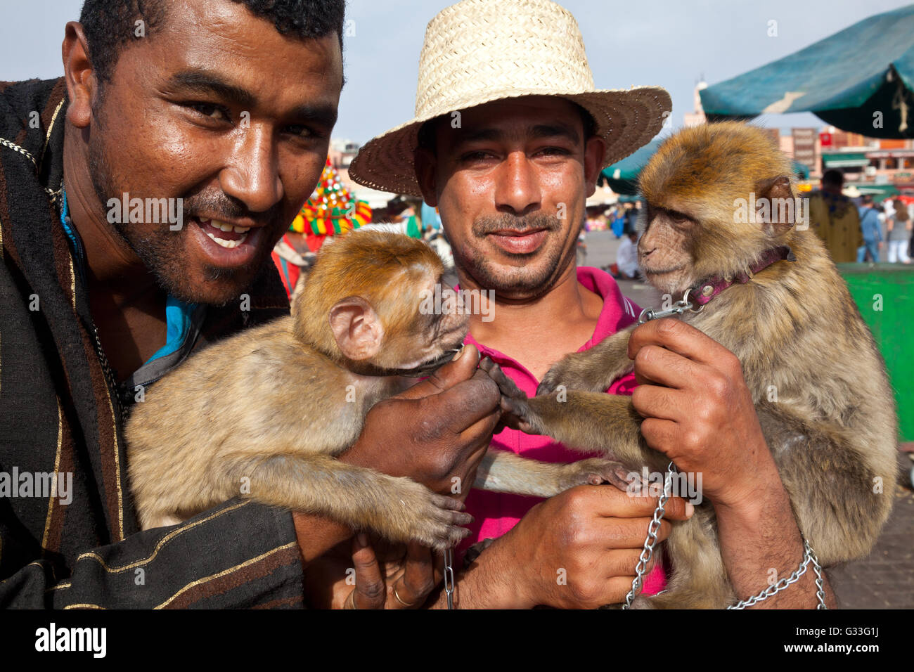 Marrakesh monkeys Banque de photographies et d’images à haute ...