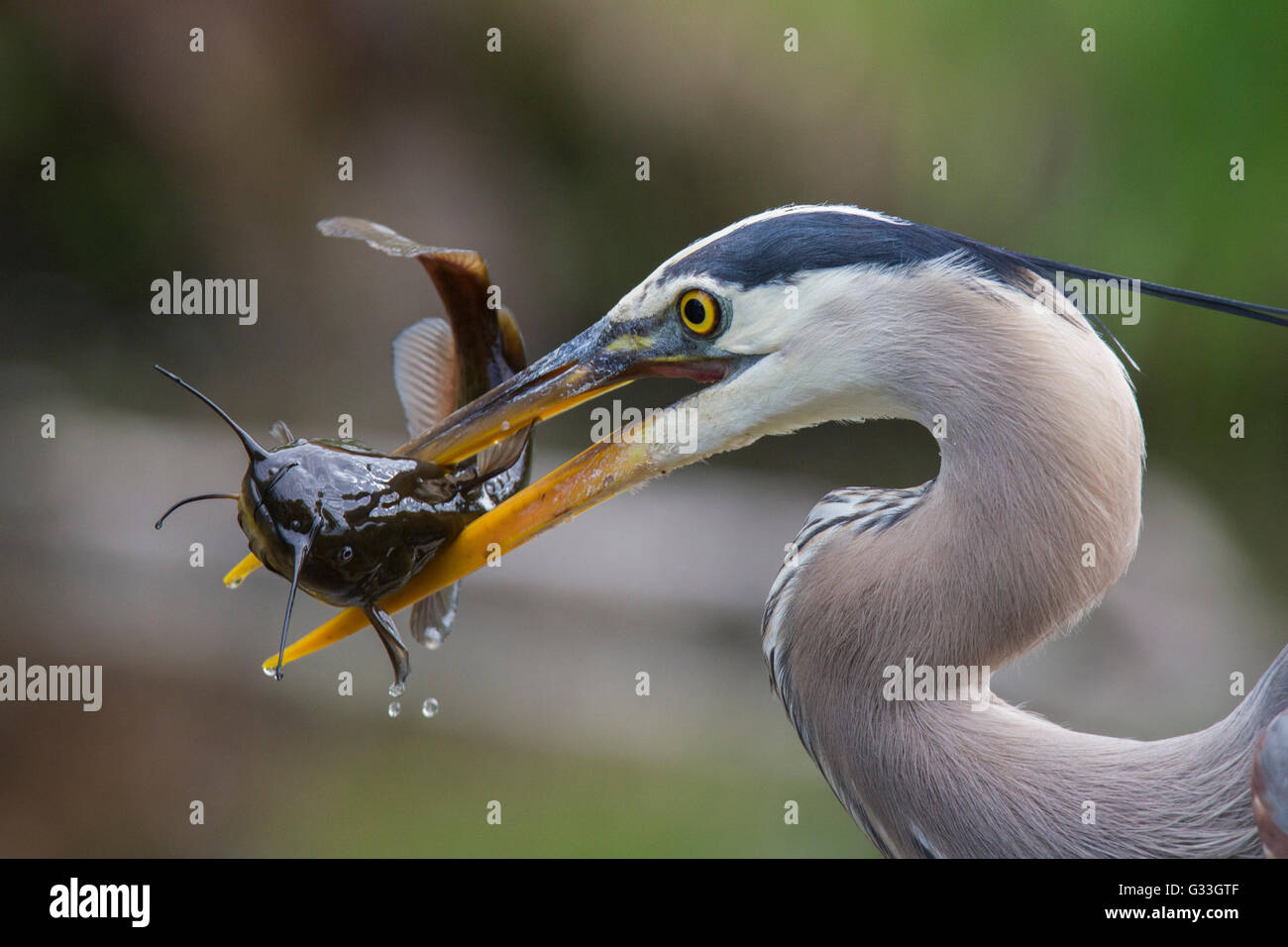 Barbotte brune Banque de photographies et d’images à haute résolution ...