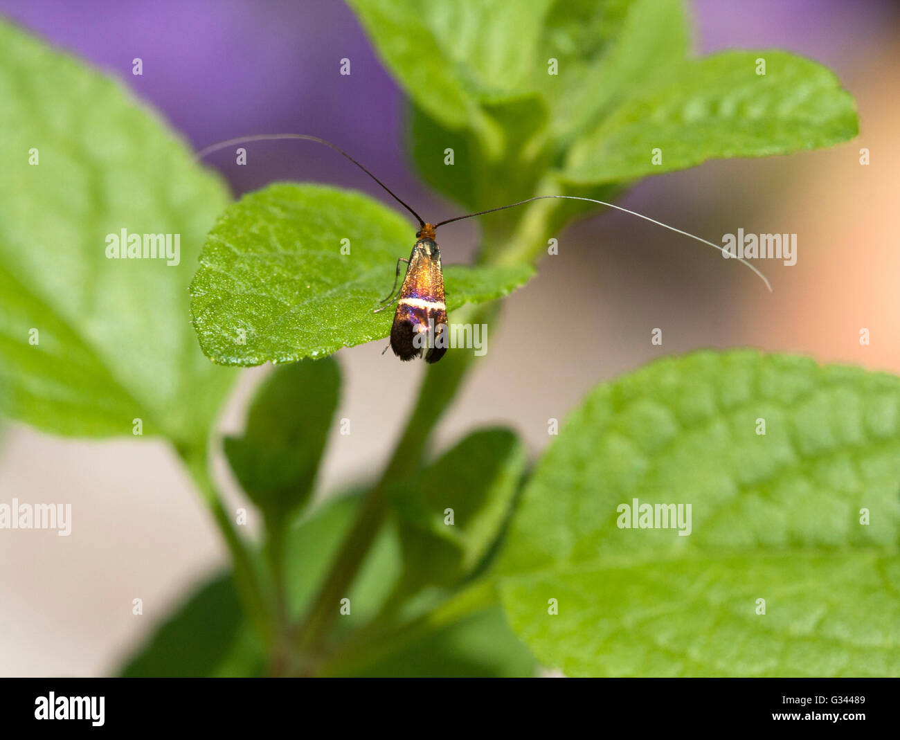 Longue corne Banque de photographies et d’images à haute résolution - Alamy