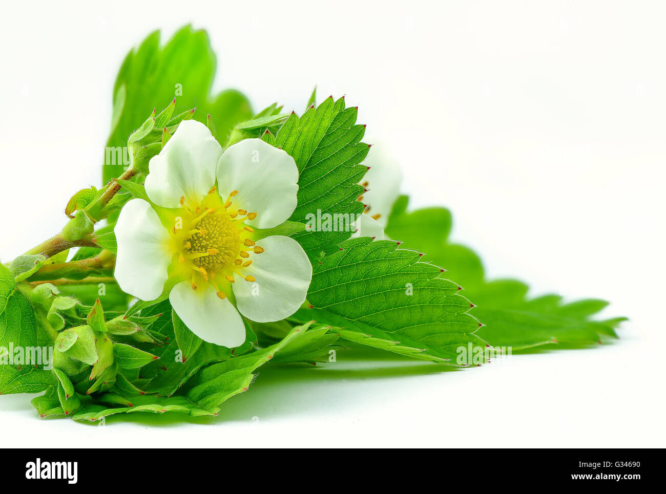 Plant de fraisier fond blanc Banque de photographies et d’images à ...
