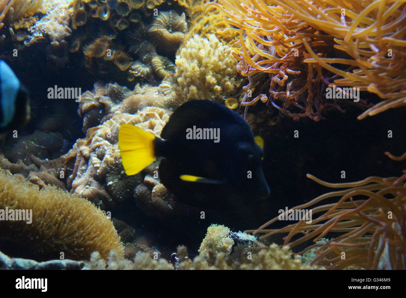 J'ai pris une photo d'un poisson dans un aquarium qui me rappelait de ...