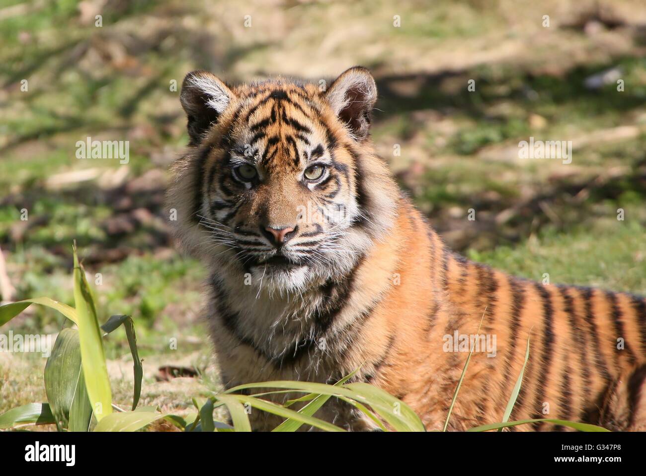 Tigre En Colère Banque d'image et photos - Alamy