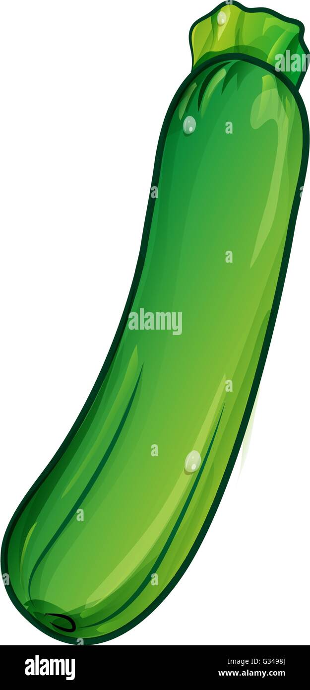 Courgette shaped Banque d'images vectorielles - Alamy