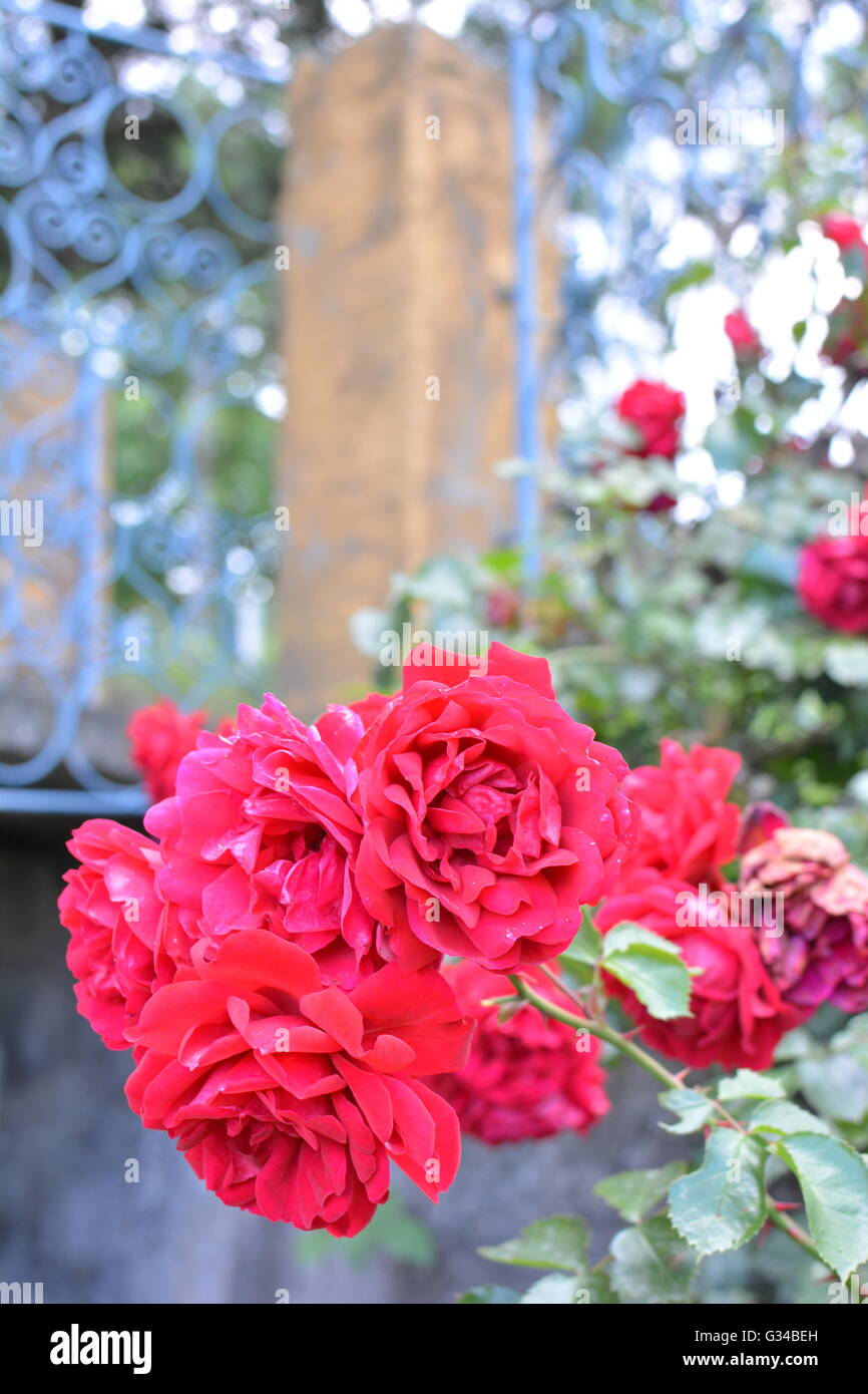 épine de roses Banque de photographies et d’images à haute résolution ...