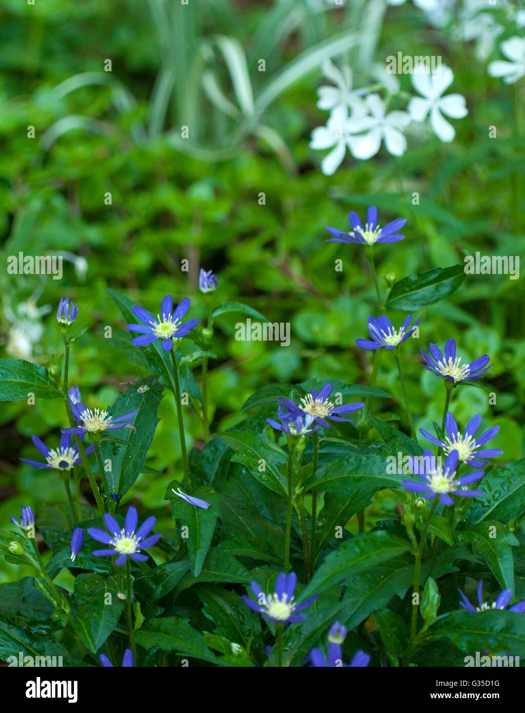 Kalimeris incisa Banque de photographies et d’images à haute résolution ...