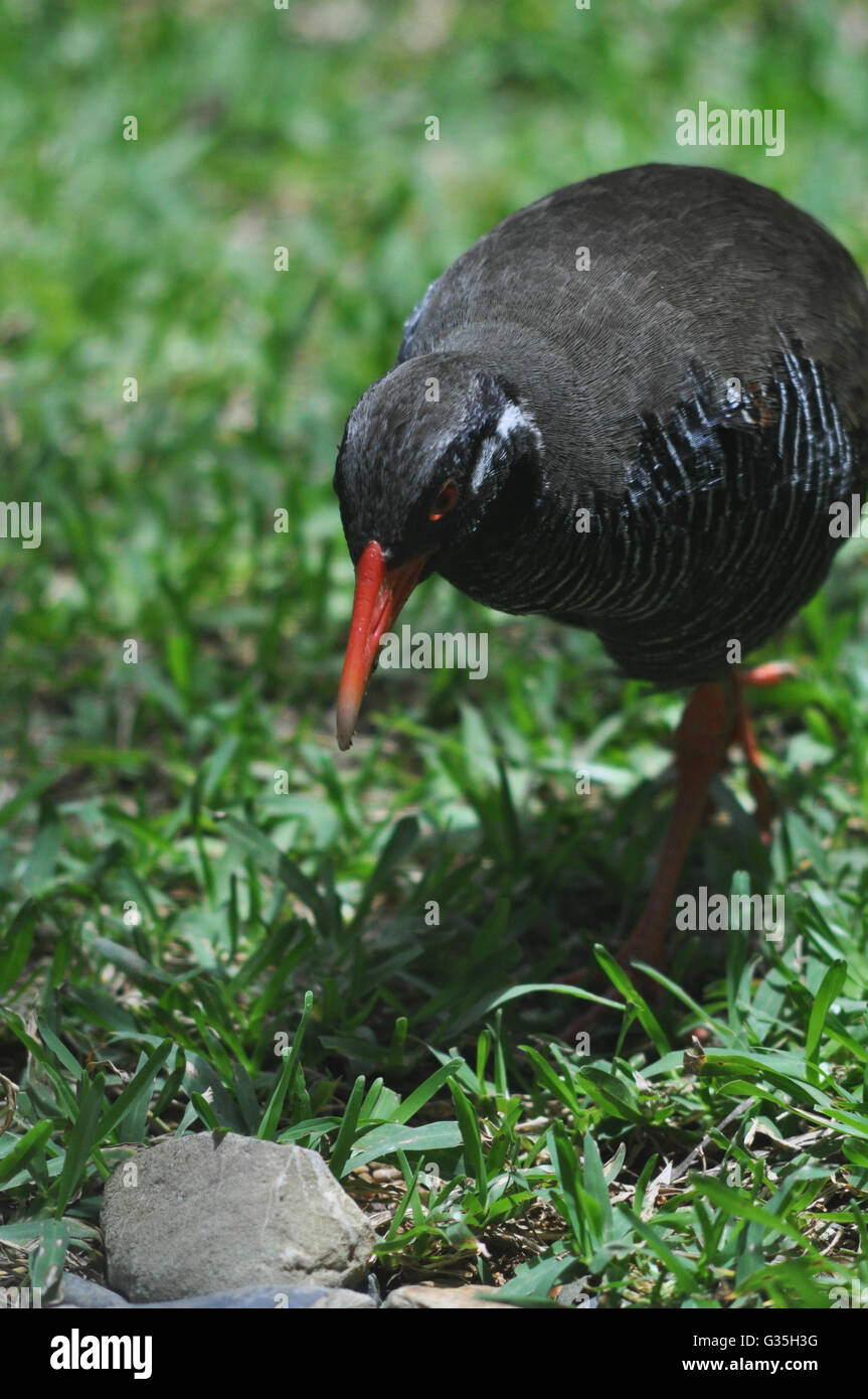 Okinawa rail Banque de photographies et d’images à haute résolution - Alamy