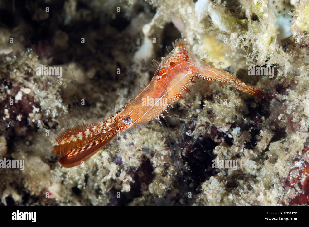 La Crevette de roche, Leander plumosus, le Parc National de Komodo ...