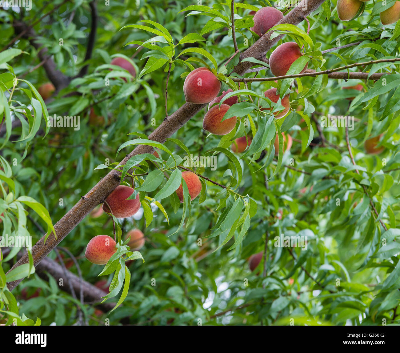 Arbre de pêche avec des fruits Banque de photographies et d’images à ...