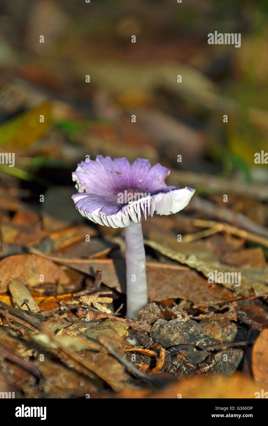 Champignon violet Banque de photographies et d’images à haute ...