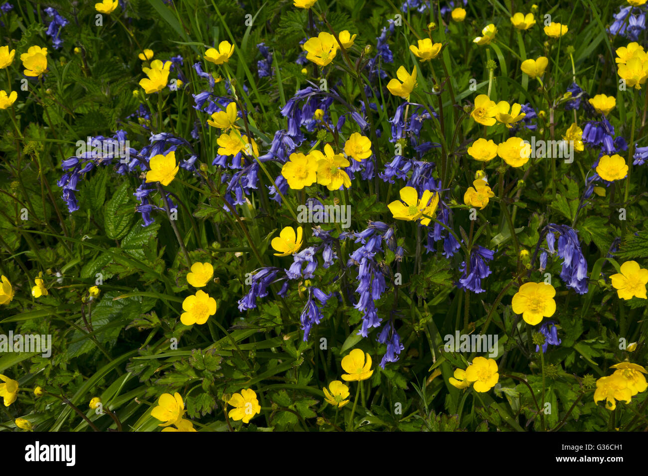 Renoncules du nord Banque de photographies et d’images à haute ...