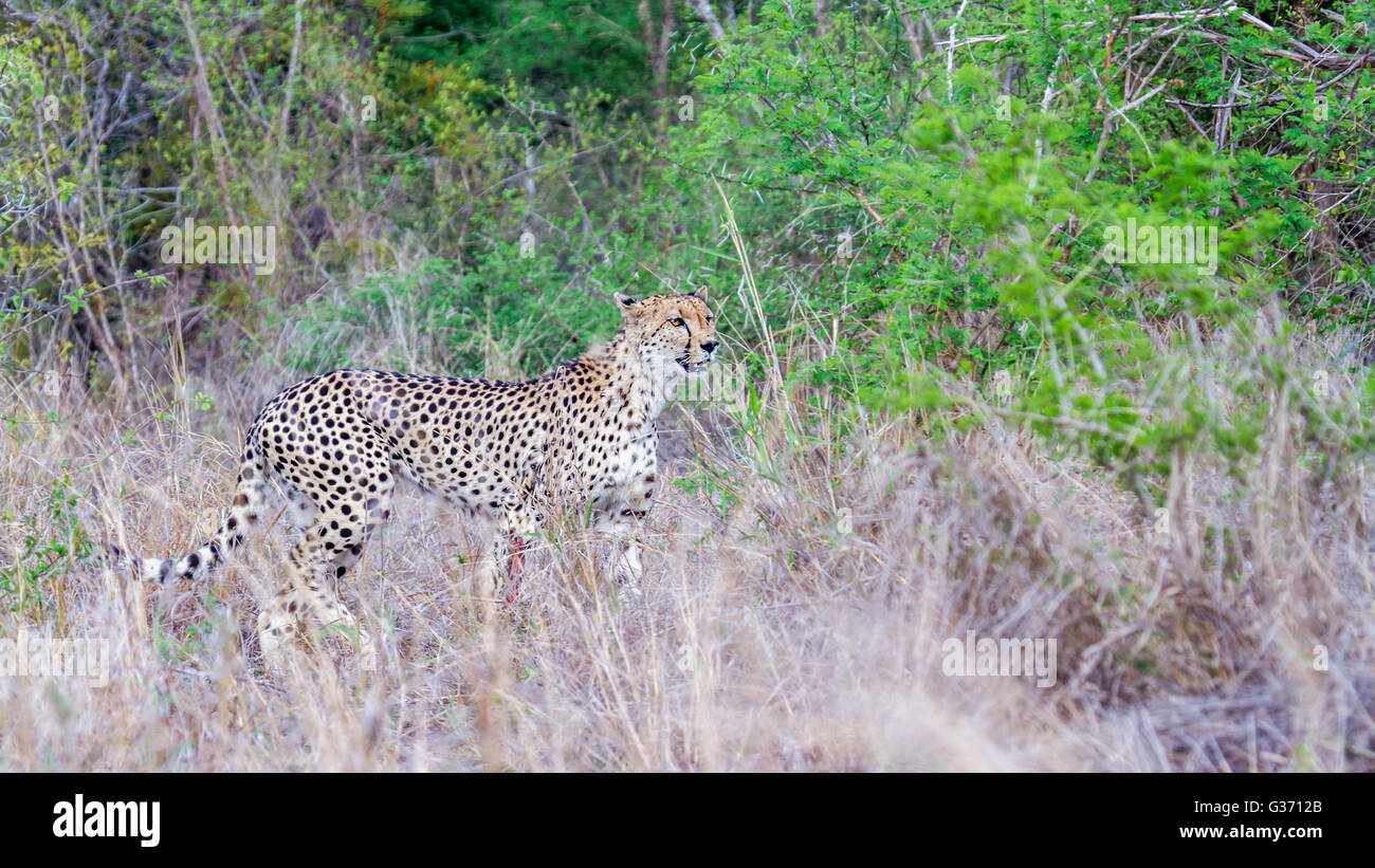 Cheetah dans Kruger National Park, Afrique du Sud ; Espèce Acinonyx ...