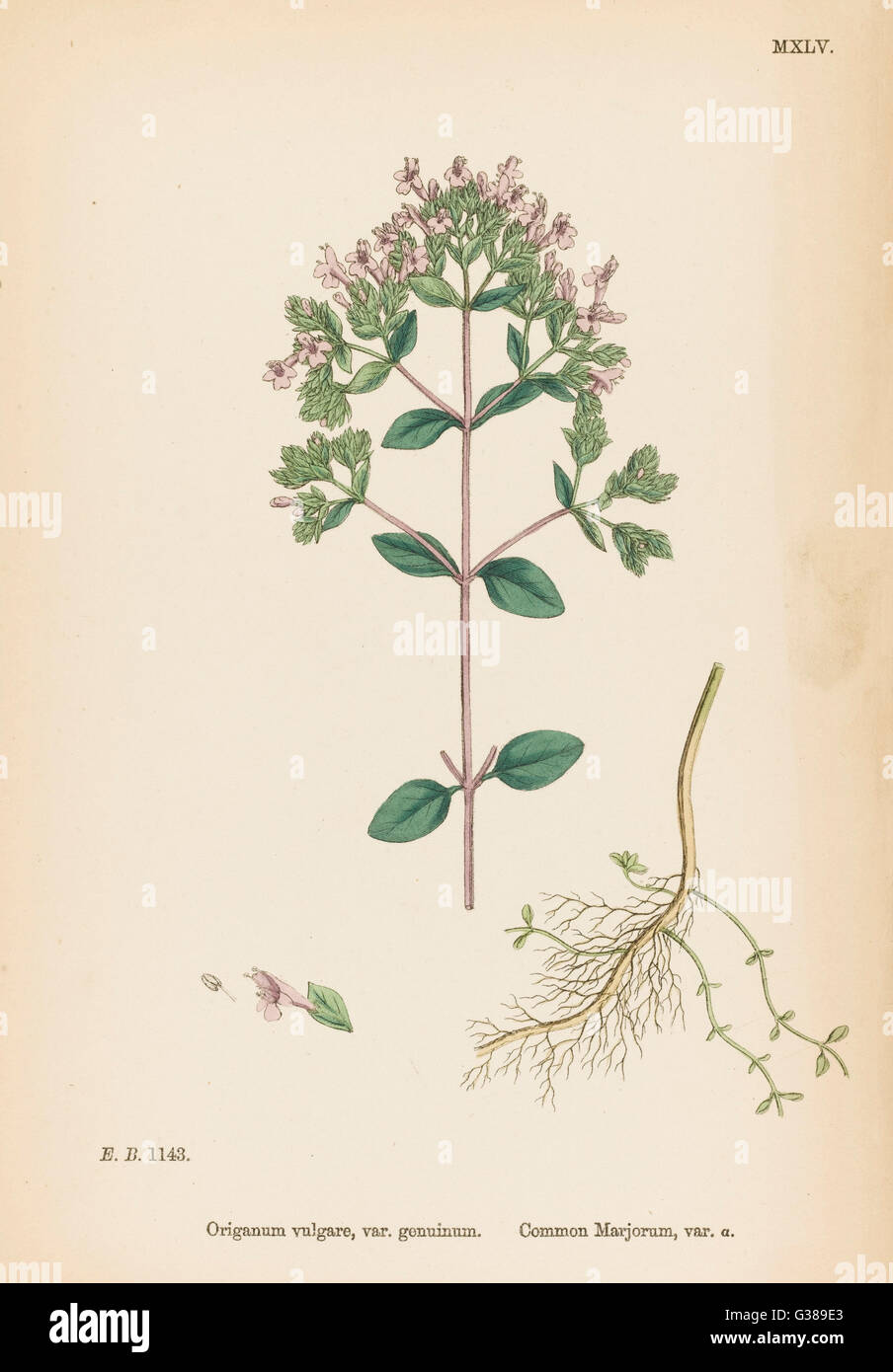 Origanum commun origanum vulgare Banque de photographies et d’images à ...