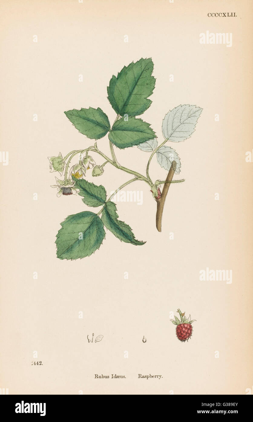 Plantas rubus Banque de photographies et d’images à haute résolution ...