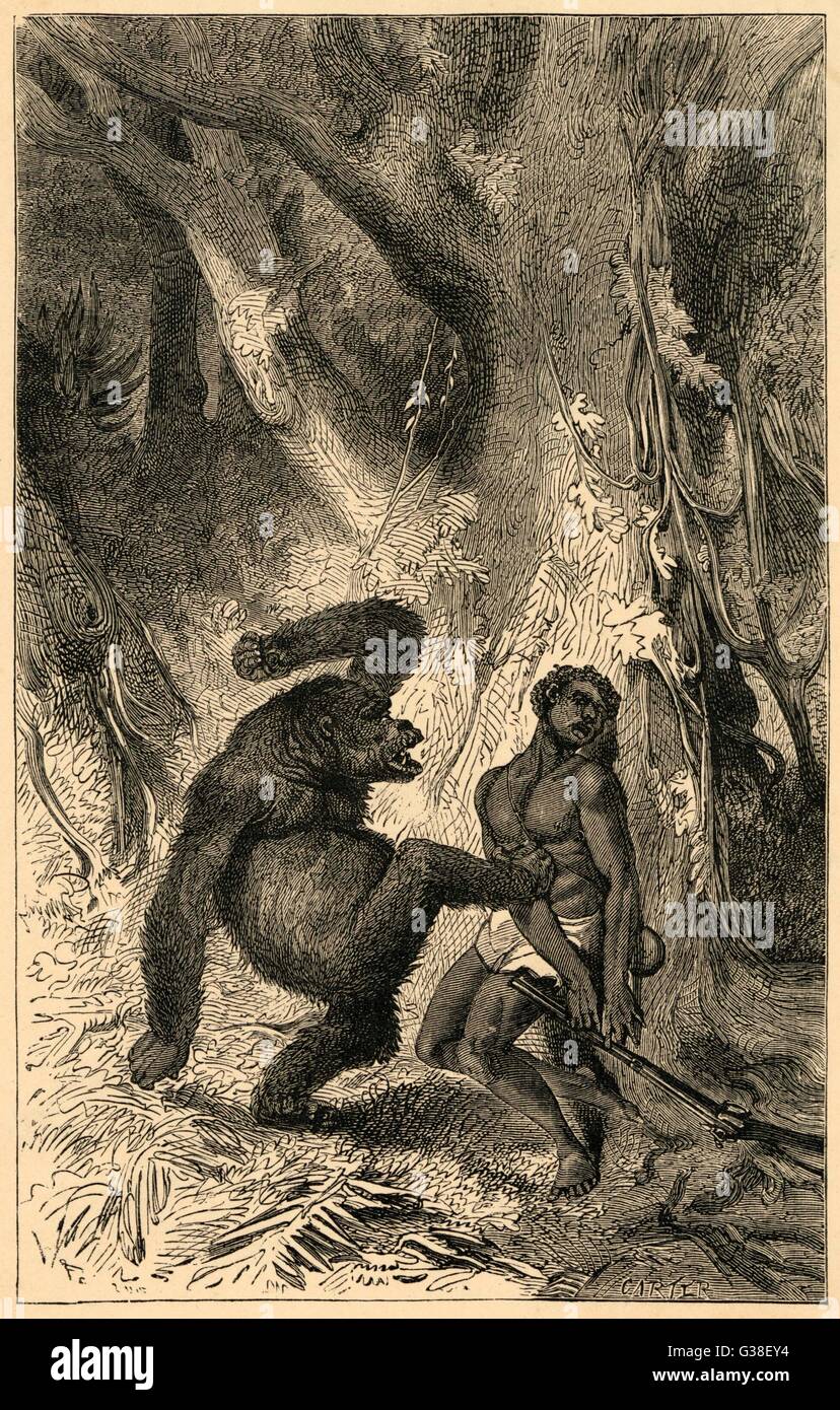 GORILLA TUANT L'HOMME Photo Stock - Alamy