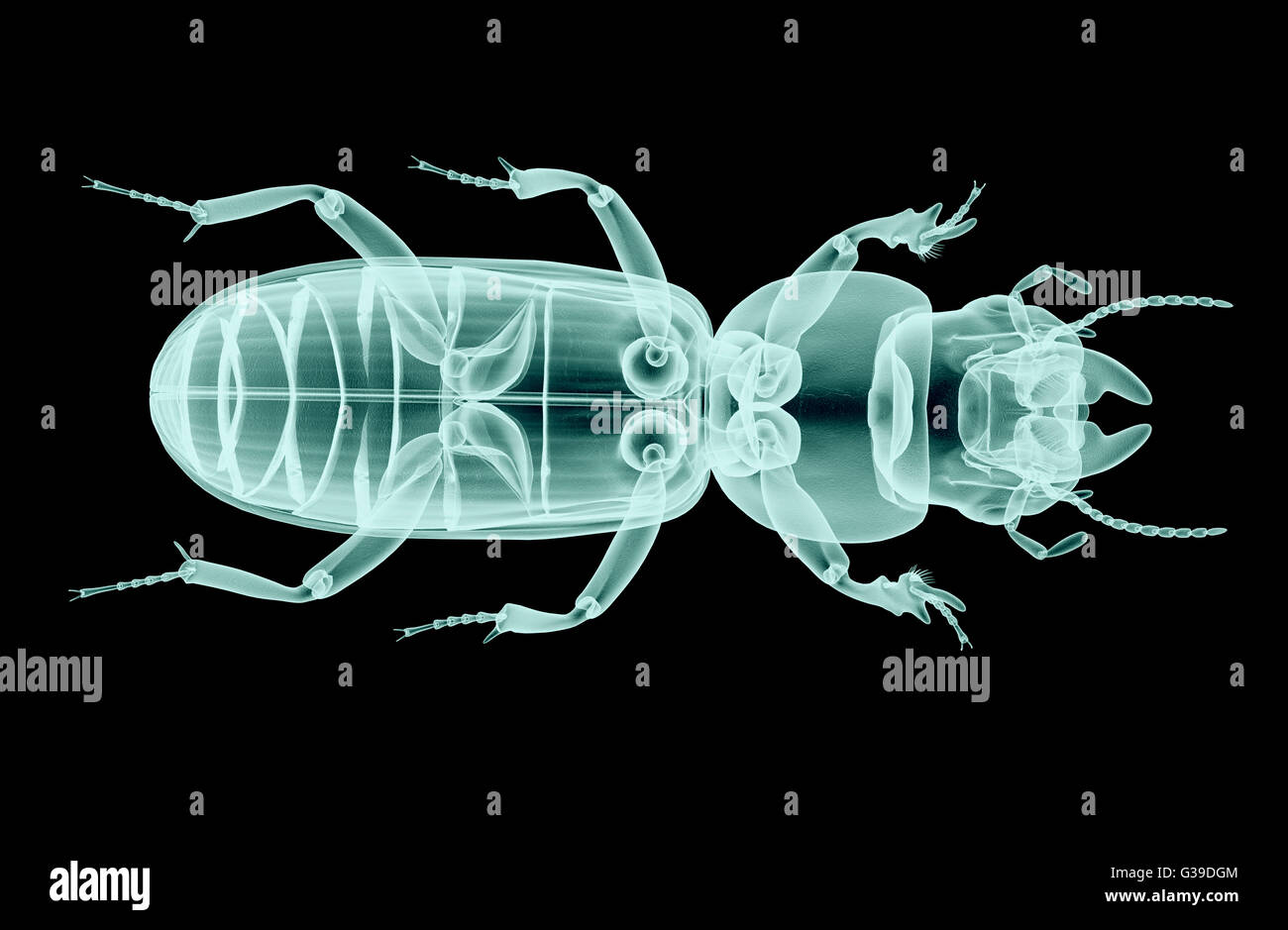 Anatomie des insectes Banque de photographies et d’images à haute ...