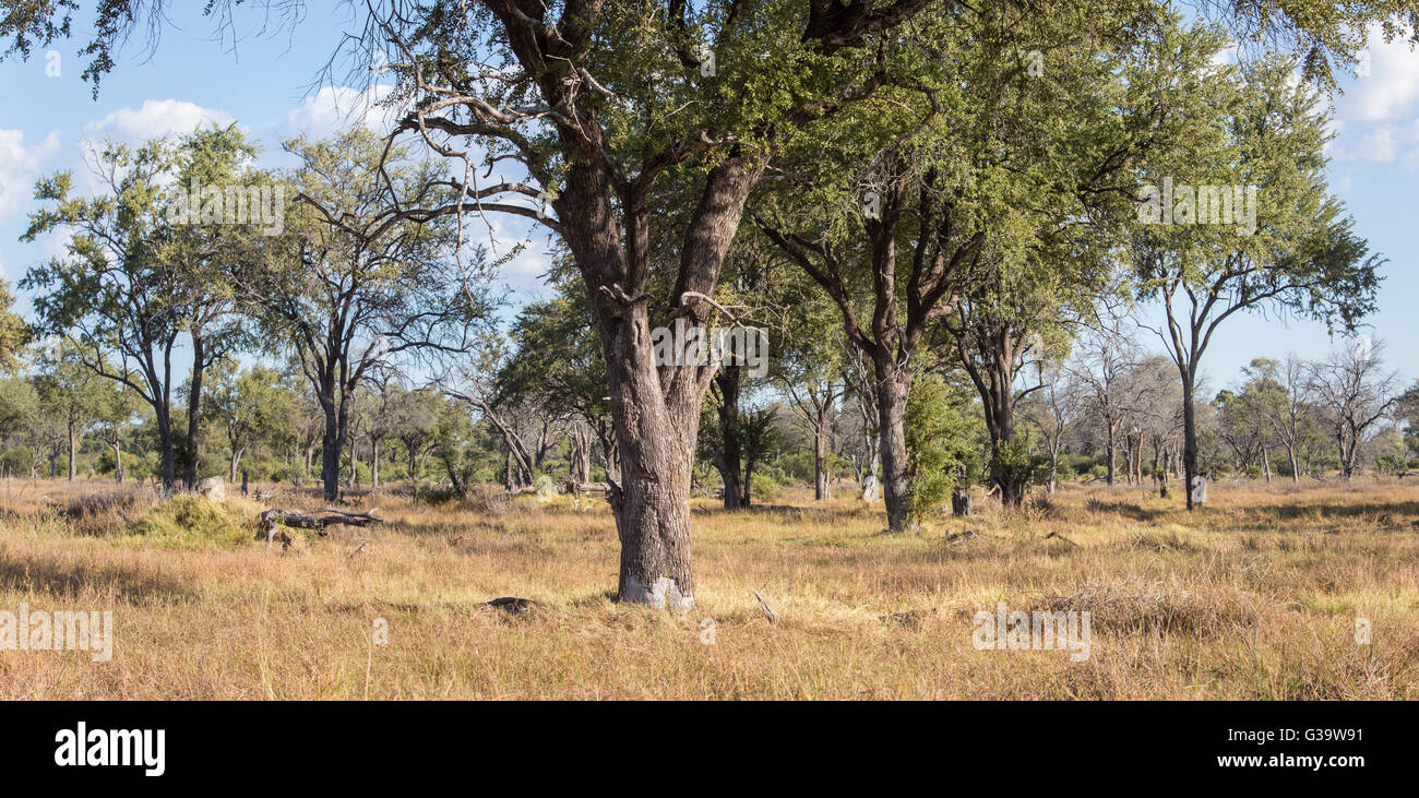 Leadwood trees Banque de photographies et d’images à haute résolution ...