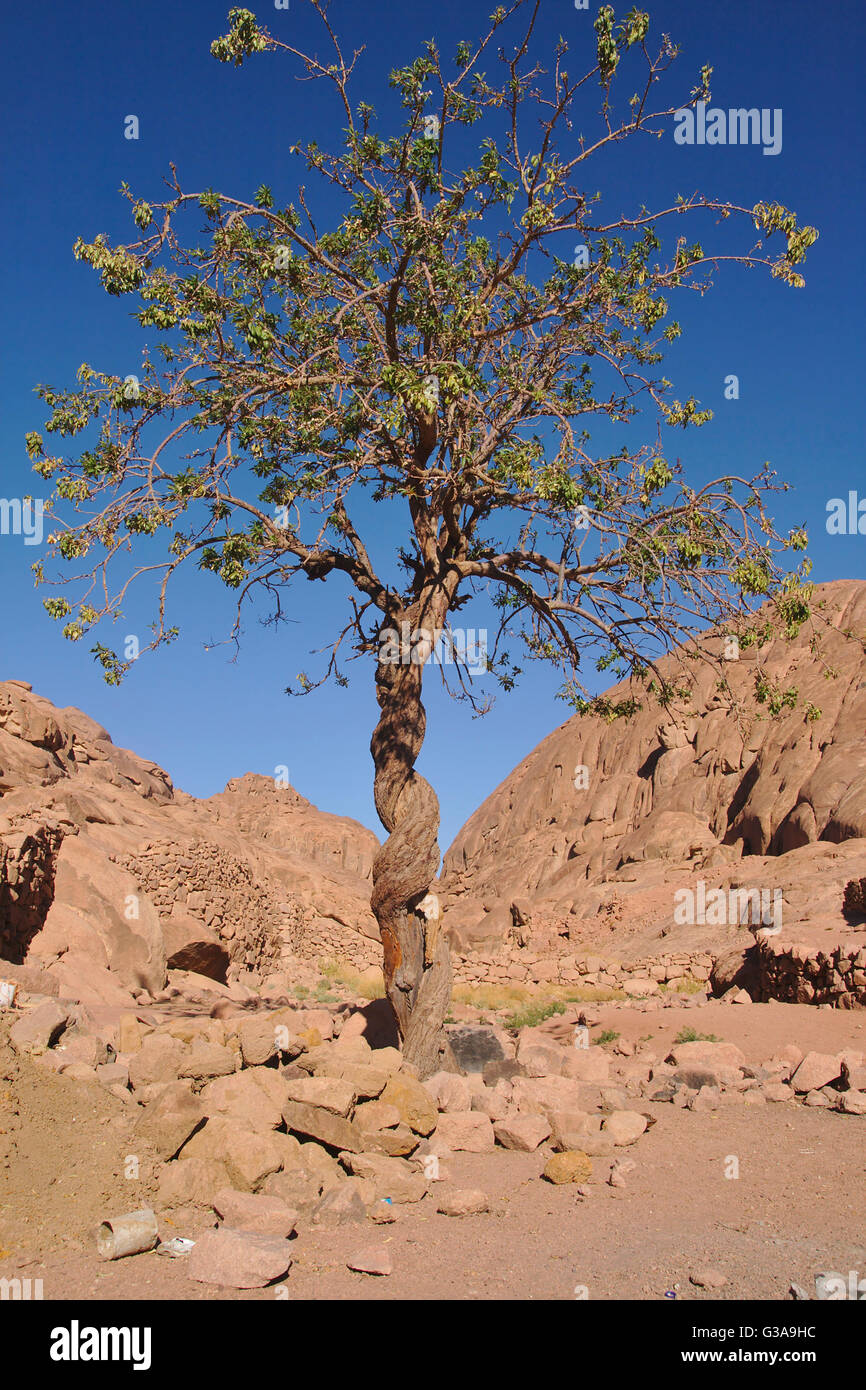 Arbre dans le désert Banque de photographies et d’images à haute ...