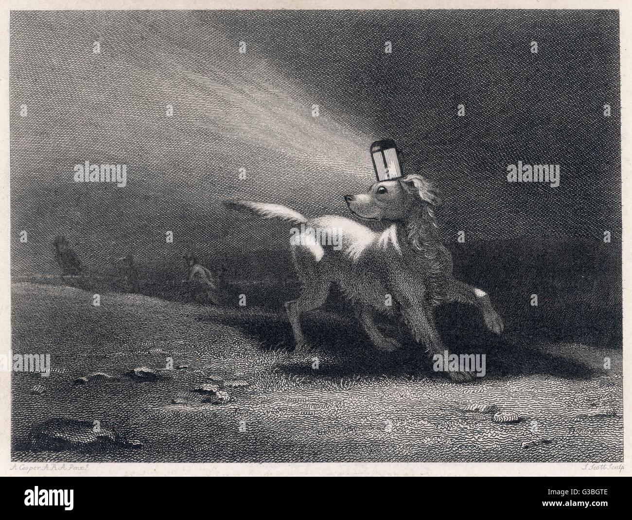 Chien de braconniers Banque de photographies et d’images à haute ...