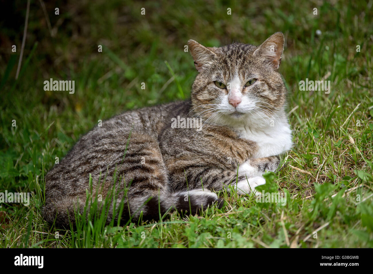 European shorthair cats Banque de photographies et d’images à haute ...