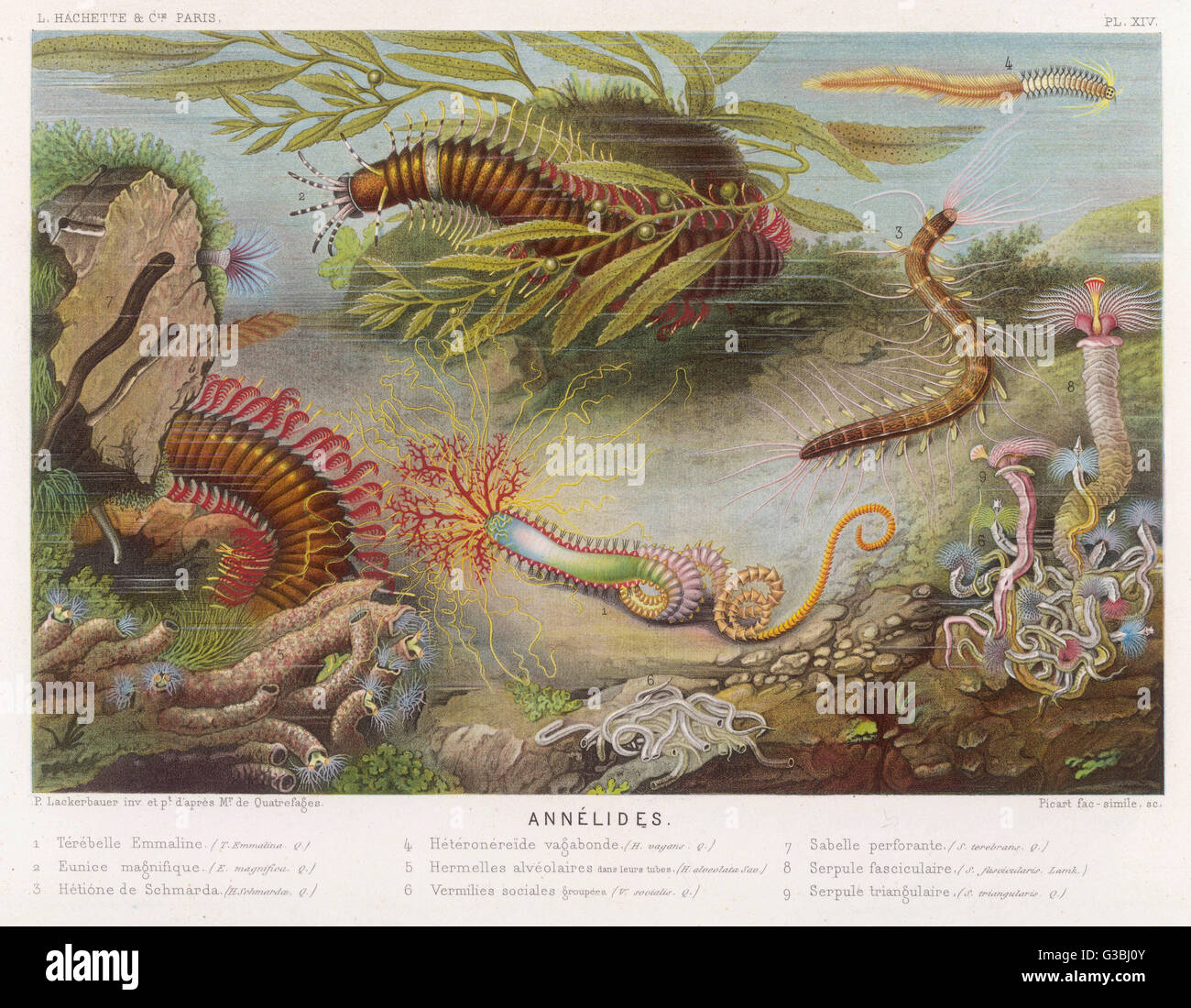 Marine worm Banque de photographies et d’images à haute résolution - Alamy