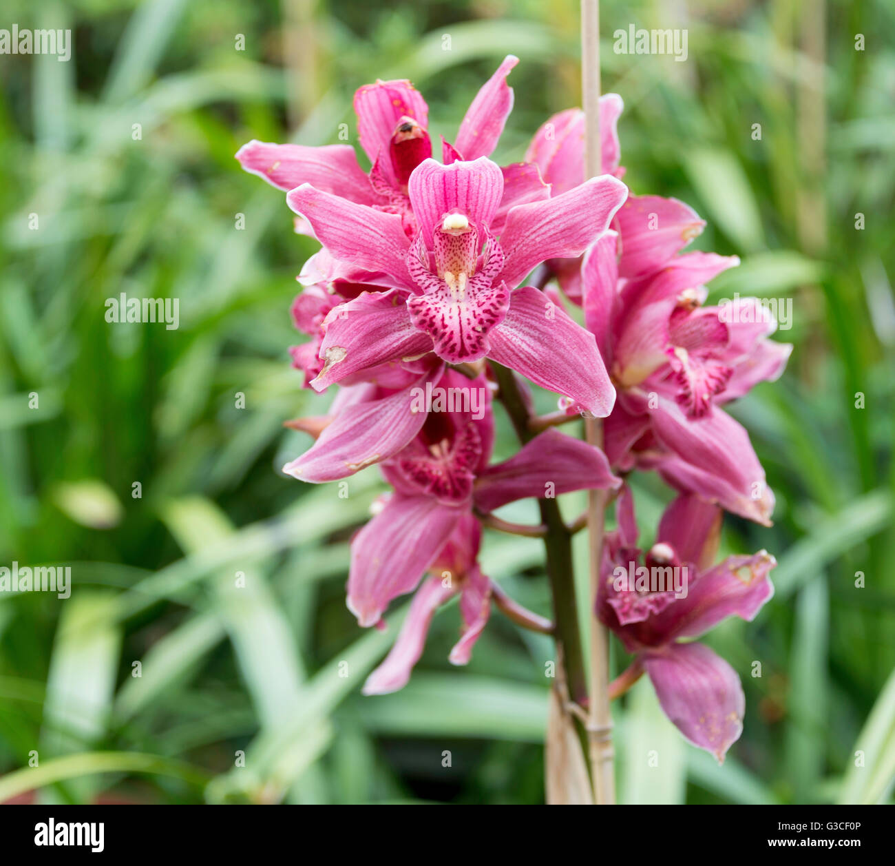 Fleurs de madère Banque de photographies et d’images à haute résolution ...